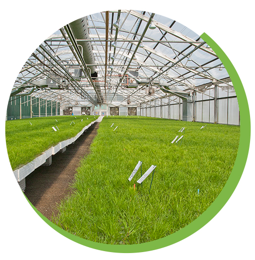 Reclamation Trees - Tree Time Services