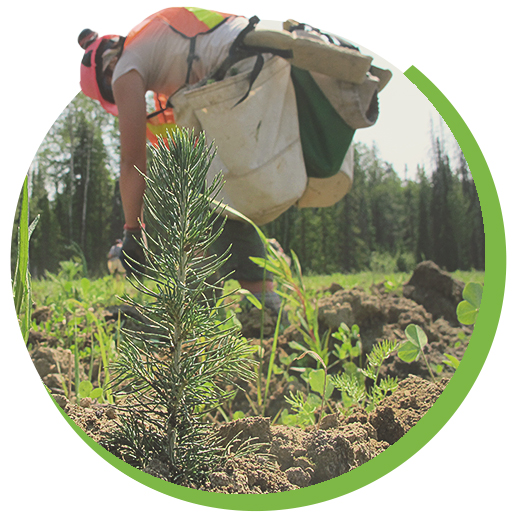 Reclamation - Tree Time Services